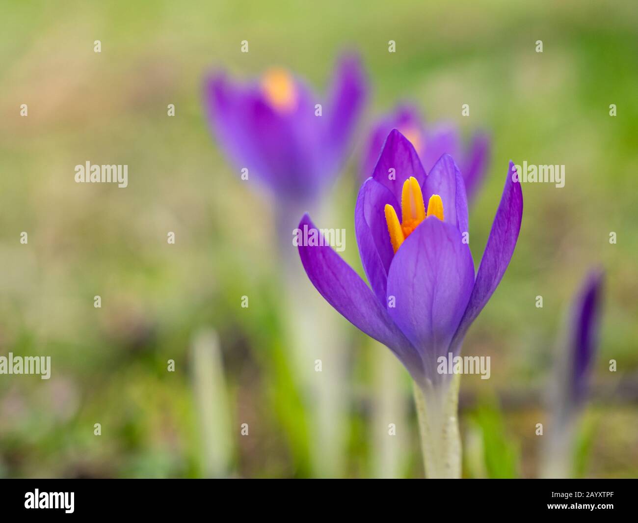 Crocus flower festival hi-res stock photography and images - Alamy