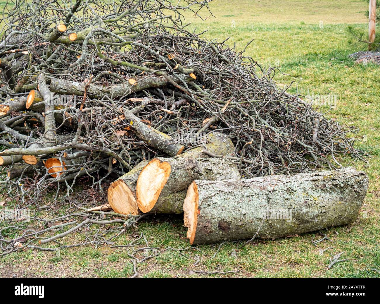 Green maintenance in the park Stock Photo - Alamy