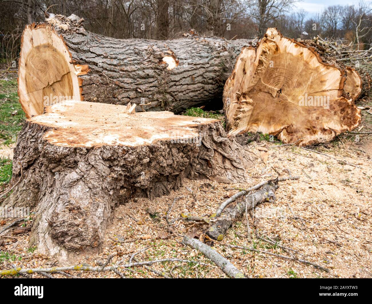 Felled tree care hi-res stock photography and images - Alamy