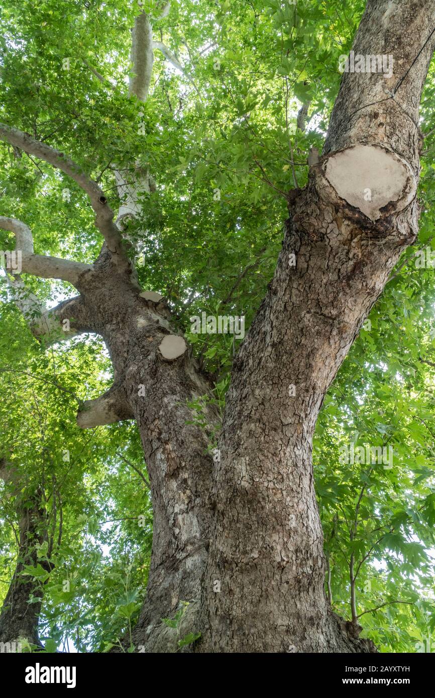 closeup of tree trunk, branches and green leaves in spring Stock Photo ...