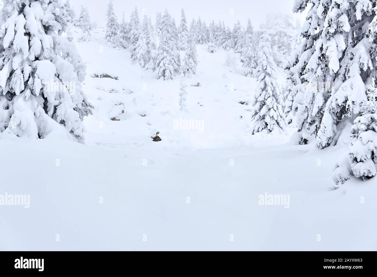 Boreal Mountain High Resolution Stock Photography and Images - Alamy