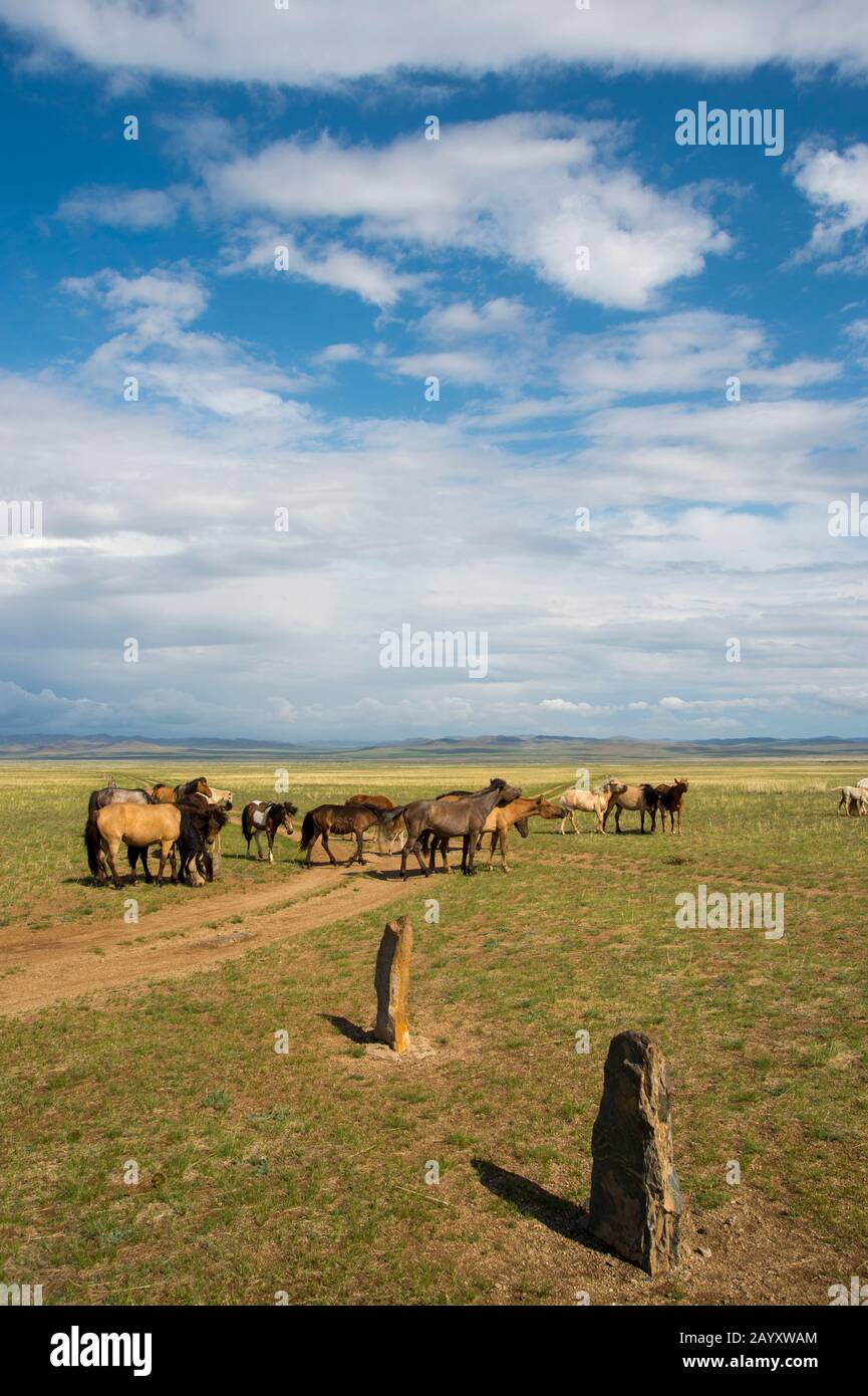 Horses in Tuul River valley at Ongot grave (Neolithic grave), Hustai ...