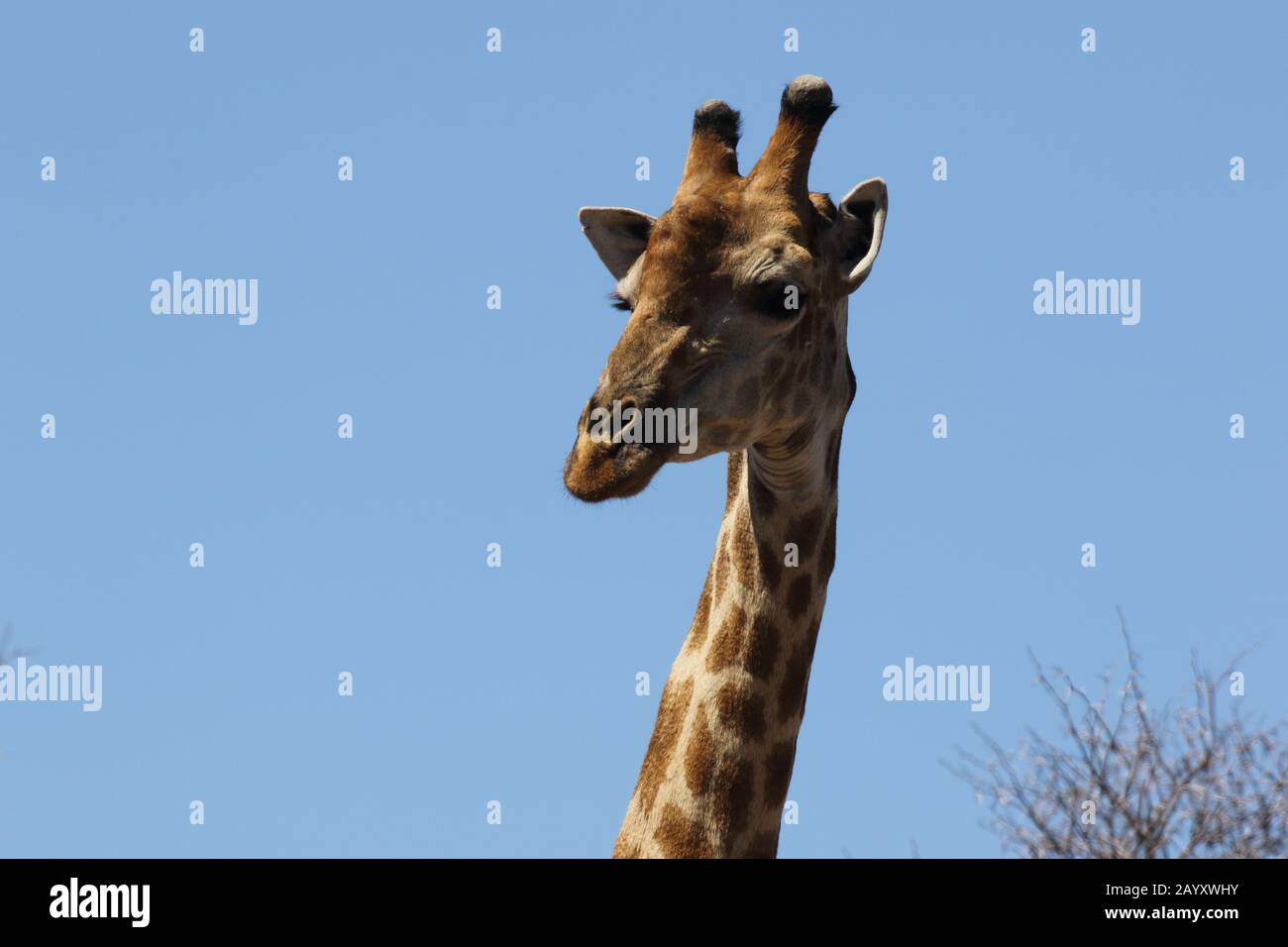 giraffe looking left Stock Photo - Alamy