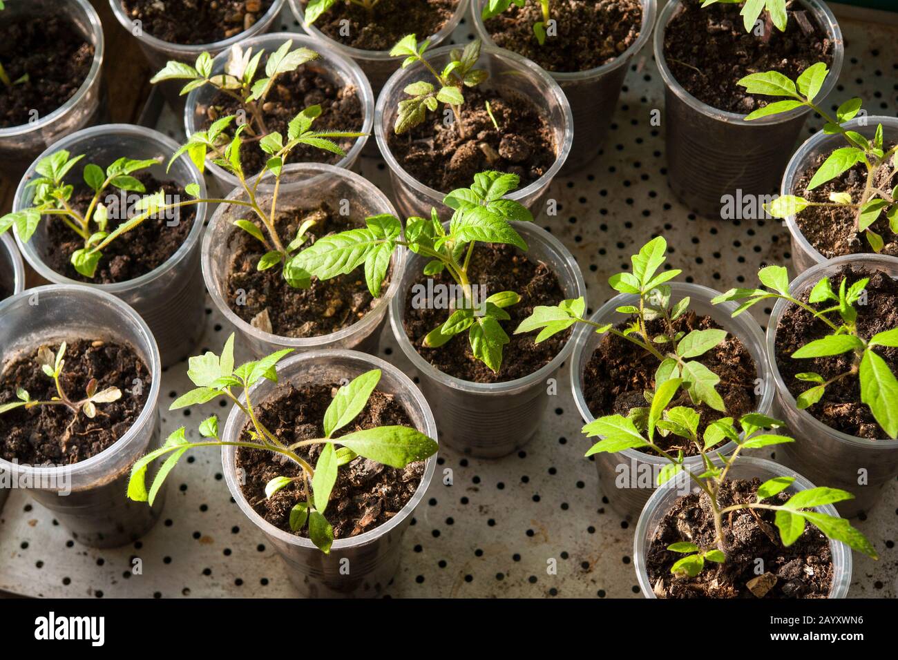 Closeup young tomato plants hi-res stock photography and images - Alamy