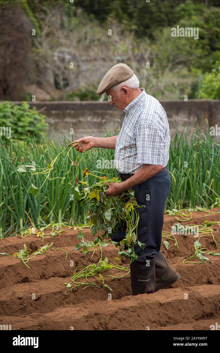 Farming madeira hi-res stock photography and images - Alamy