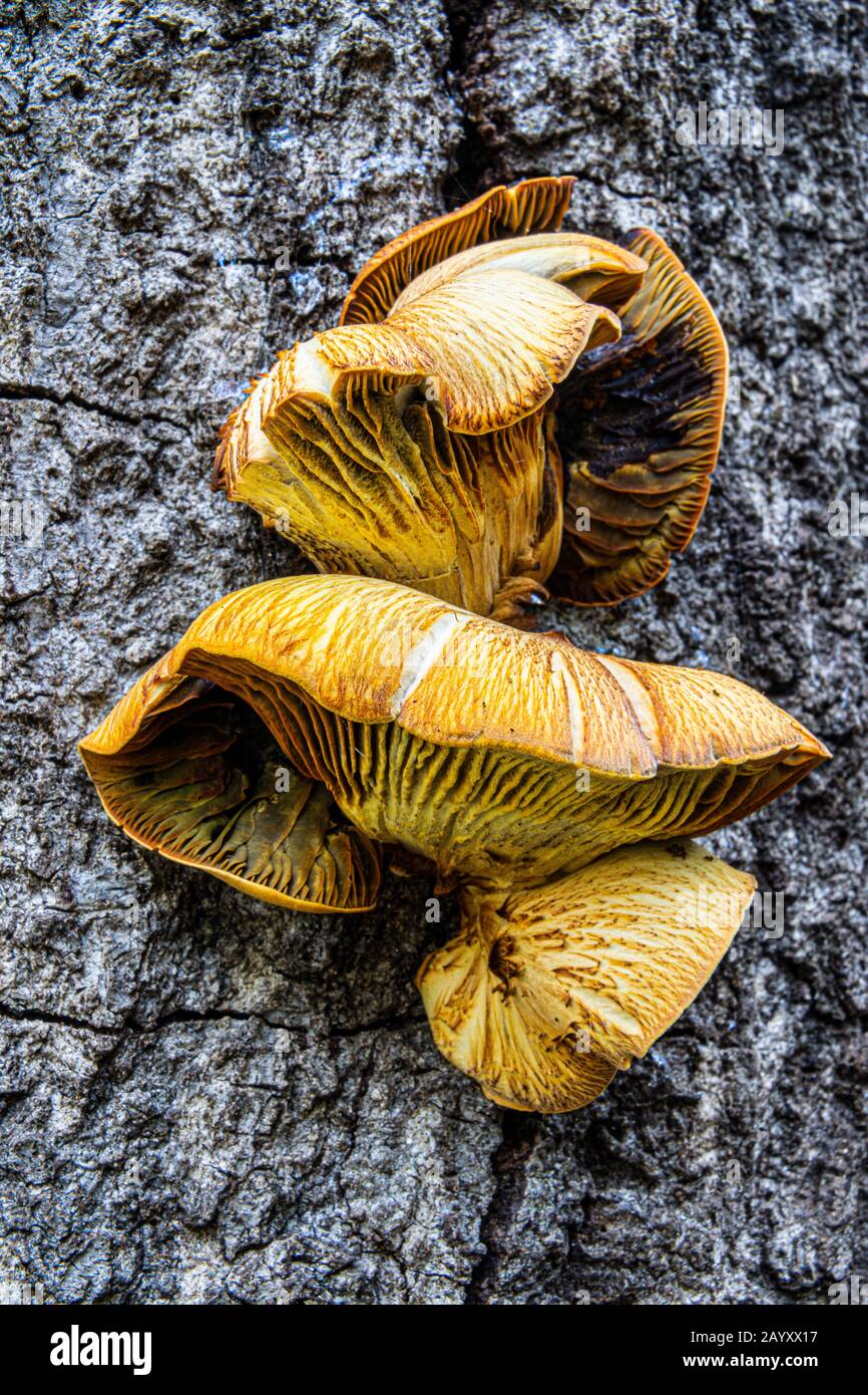 mushroom fungus growing on rotting tree Stock Photo - Alamy