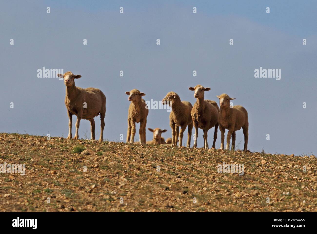 Sheep farming in south africa hi-res stock photography and images - Alamy