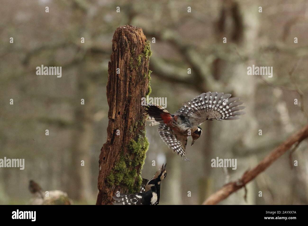 Woodpeckers in flight Stock Photo - Alamy