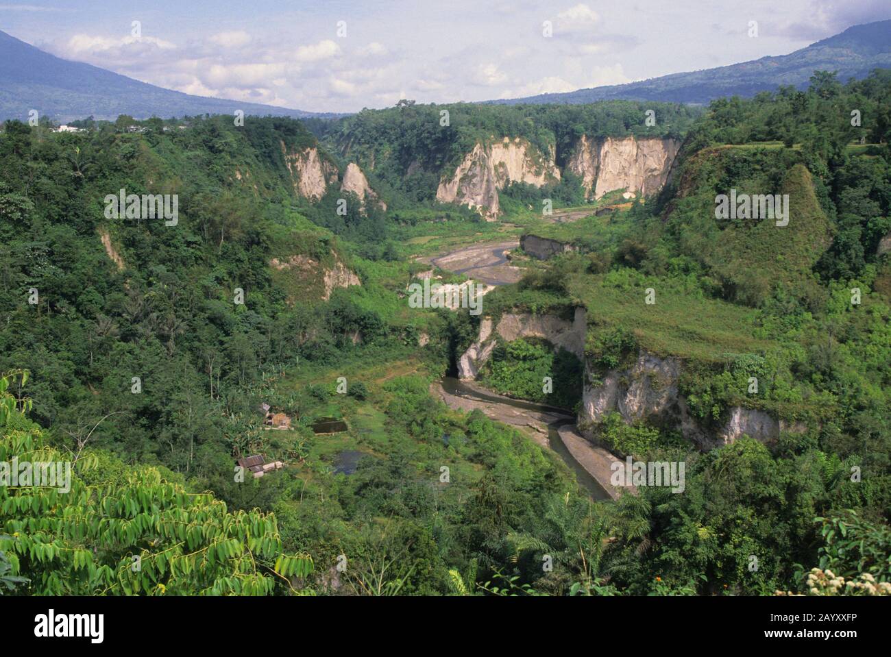 Indonesian rainforests hi-res stock photography and images - Alamy