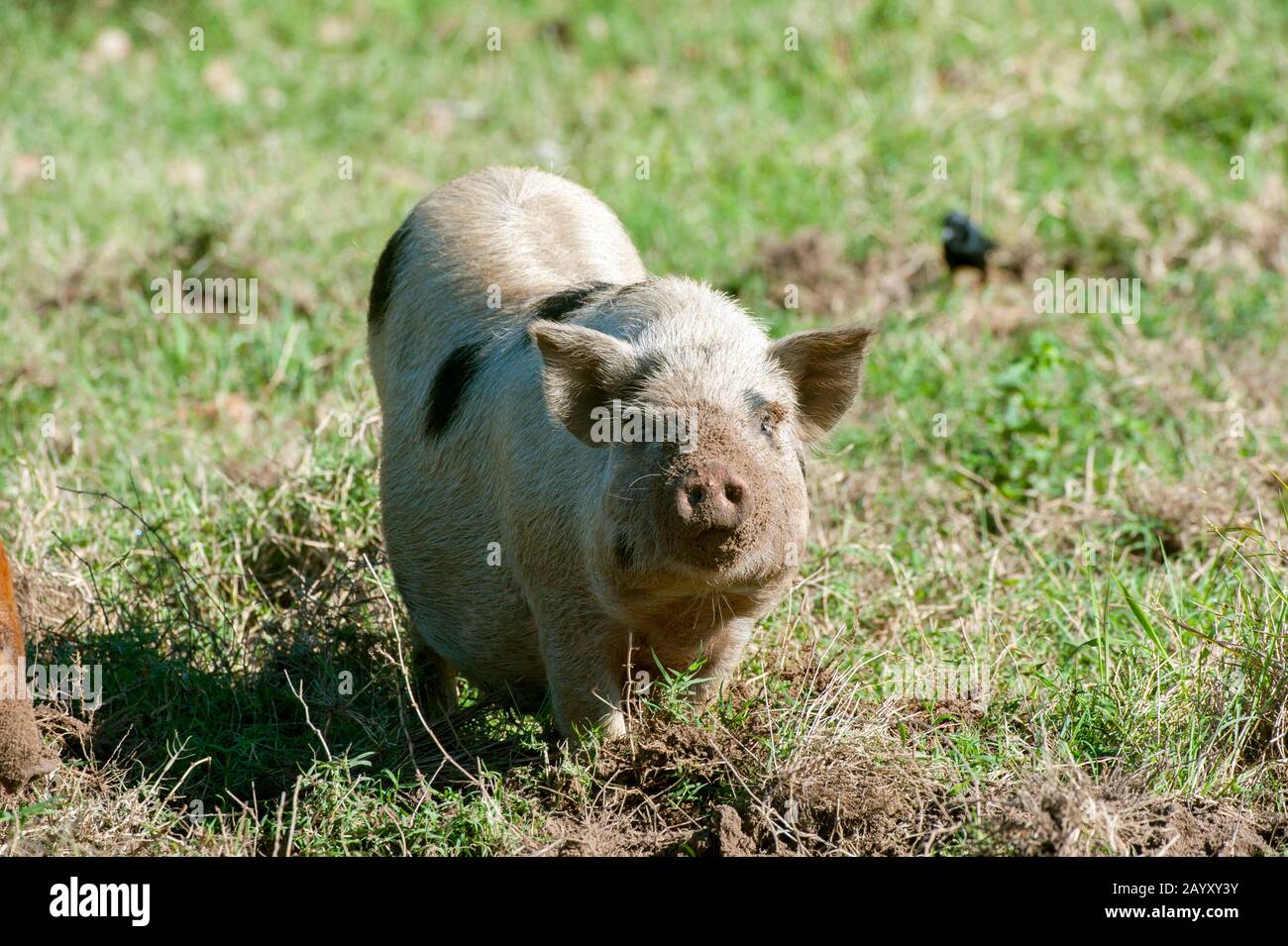 A pig at Caiman Ranch in the Southern Pantanal in Brazil Stock Photo ...
