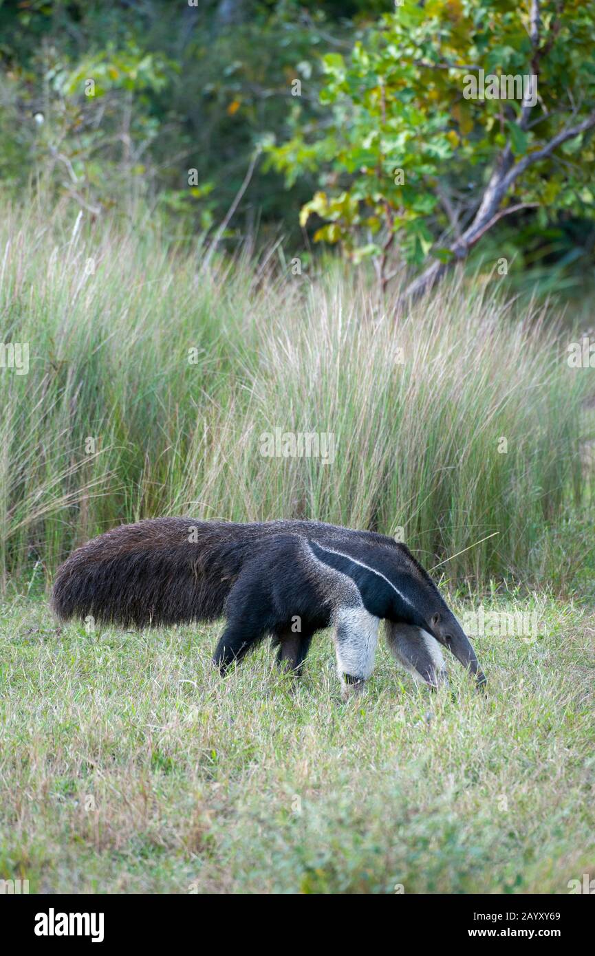 The endangered Giant anteater (Myrmecophaga tridactyla) at Caiman Ranch ...