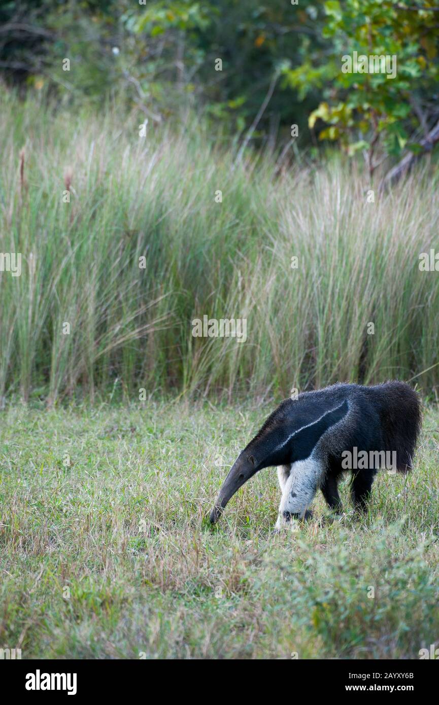 The endangered Giant anteater (Myrmecophaga tridactyla) at Caiman Ranch ...