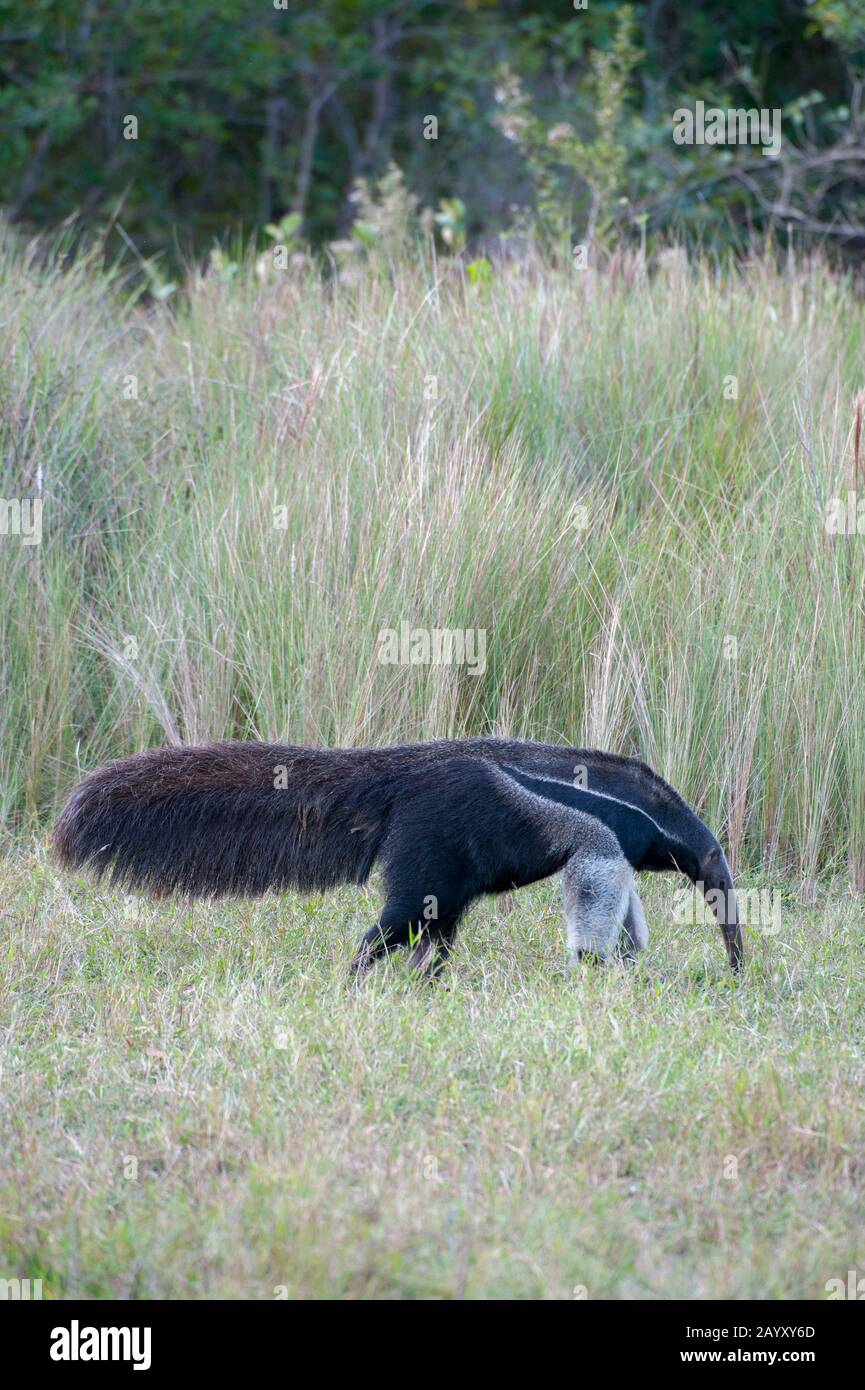 The endangered Giant anteater (Myrmecophaga tridactyla) at Caiman Ranch ...