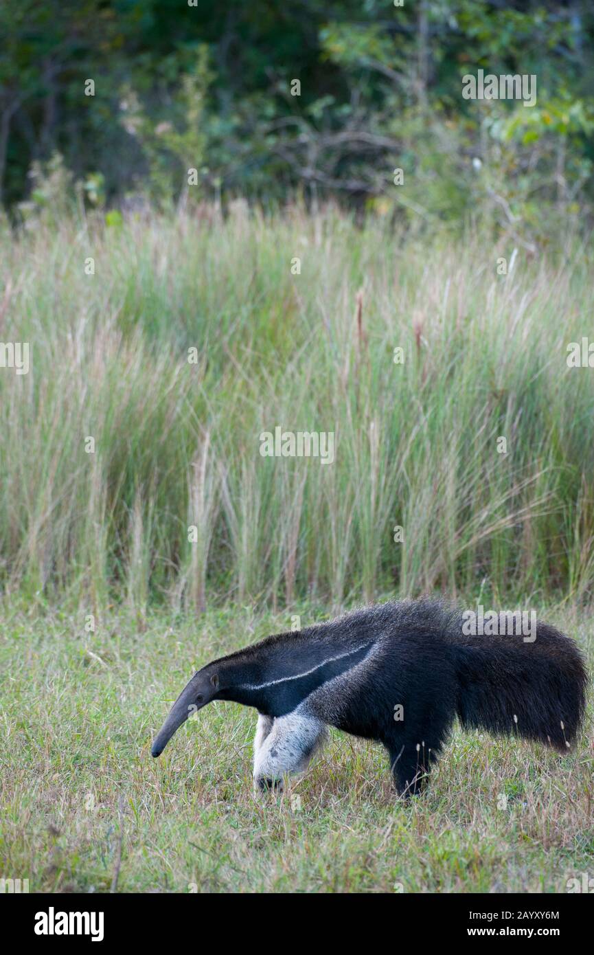 The endangered Giant anteater (Myrmecophaga tridactyla) at Caiman Ranch ...