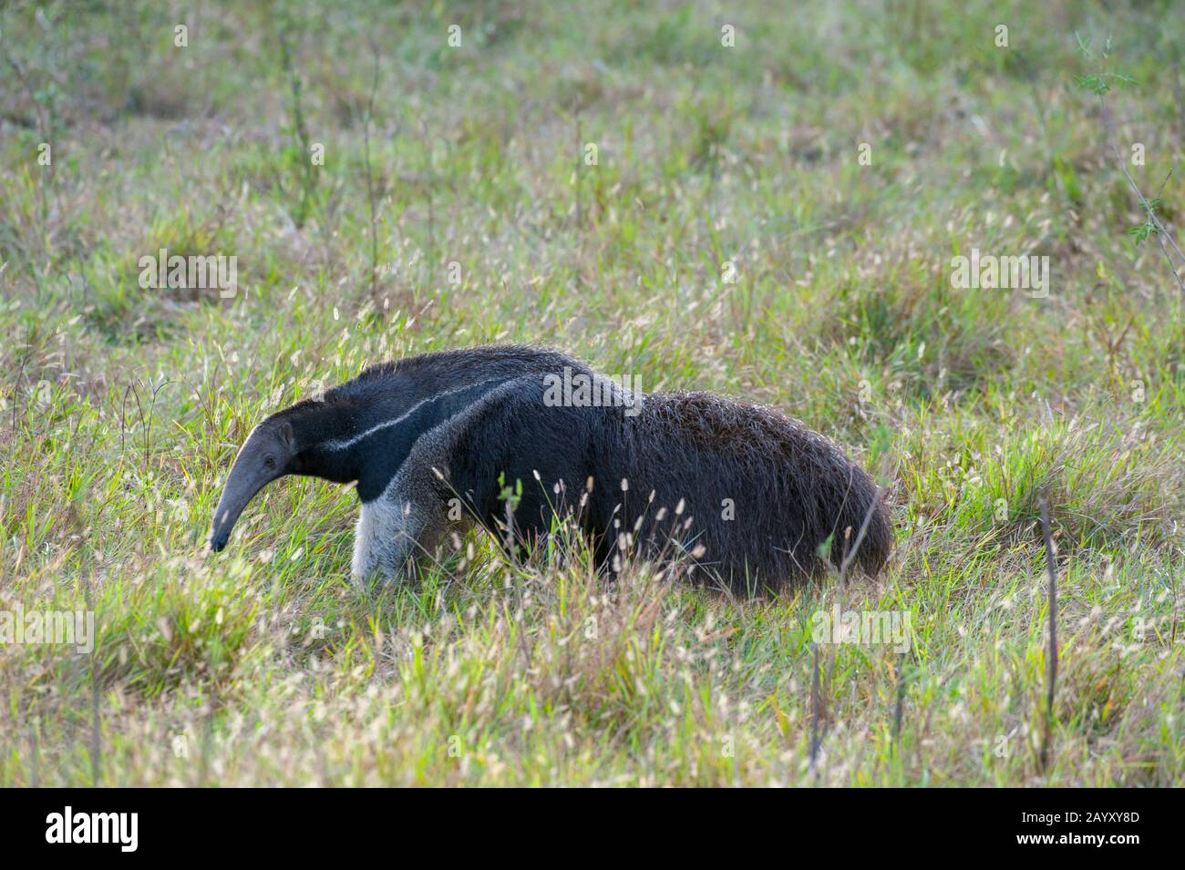 The endangered Giant anteater (Myrmecophaga tridactyla) at Caiman Ranch ...
