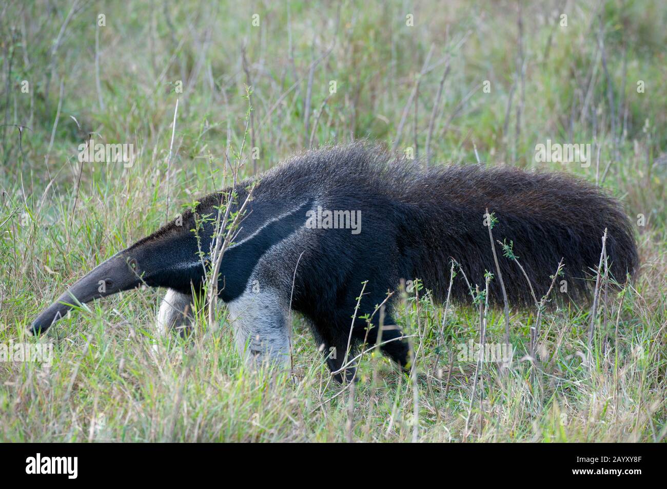The endangered Giant anteater (Myrmecophaga tridactyla) at Caiman Ranch ...