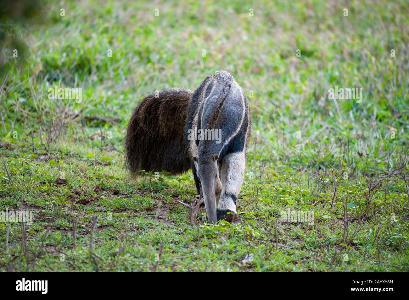 The endangered Giant anteater (Myrmecophaga tridactyla) at Caiman Ranch ...