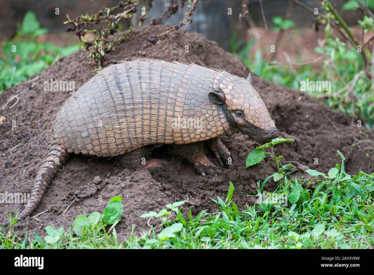 Armadillo burrow hi-res stock photography and images - Alamy