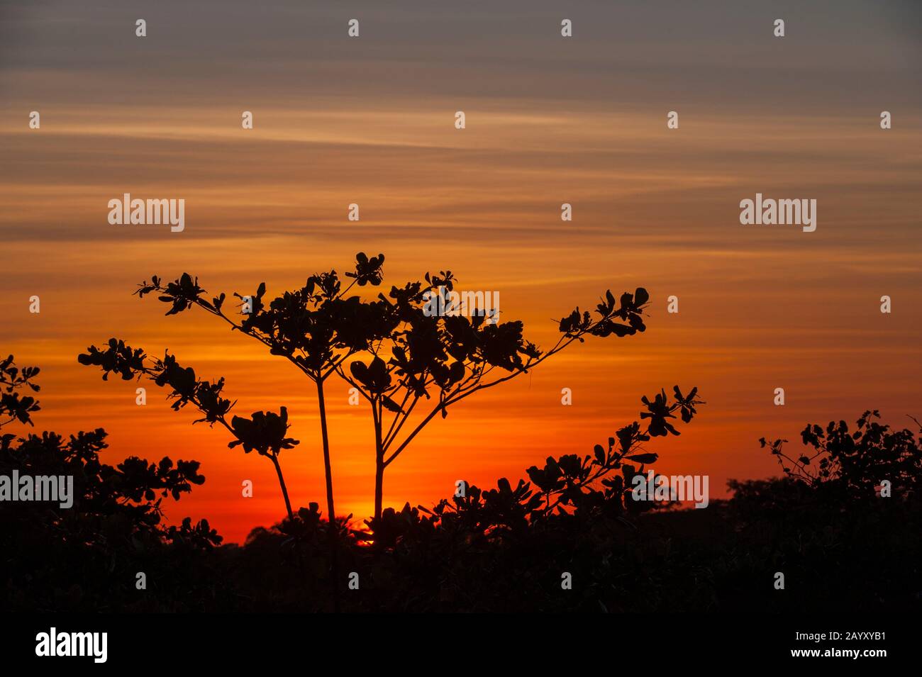 Pantanal in brazil at sunset hi-res stock photography and images - Alamy