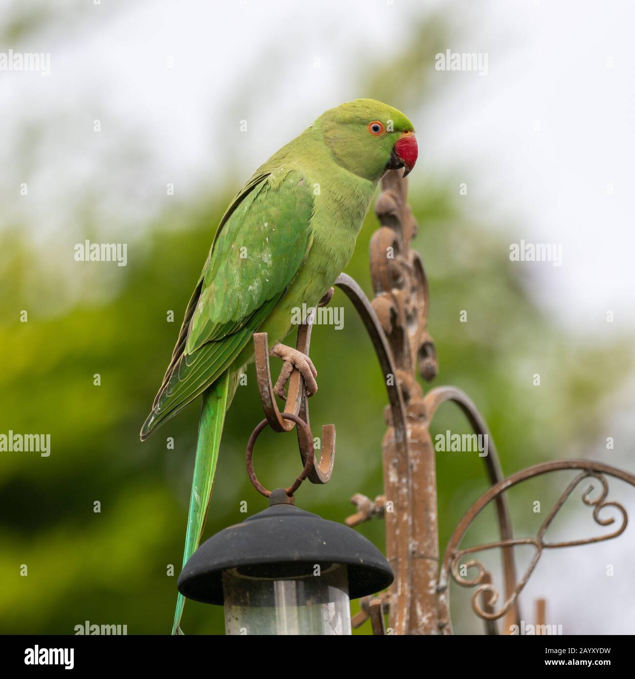 Ring necked parakeet feeder hi-res stock photography and images - Alamy