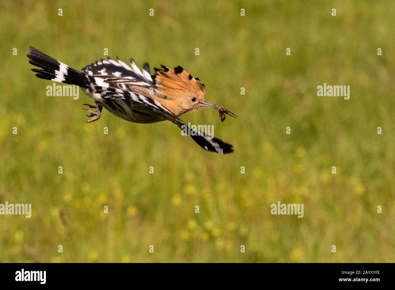 Eurasian hoopoe, Upupa epops, flying with an insect in his beak ...