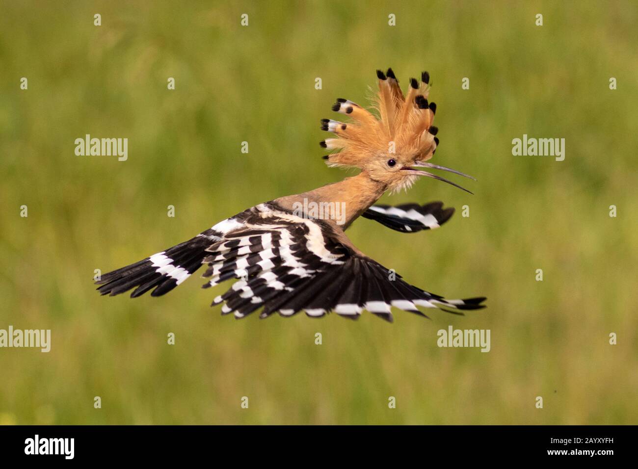 Hoopoe Flying