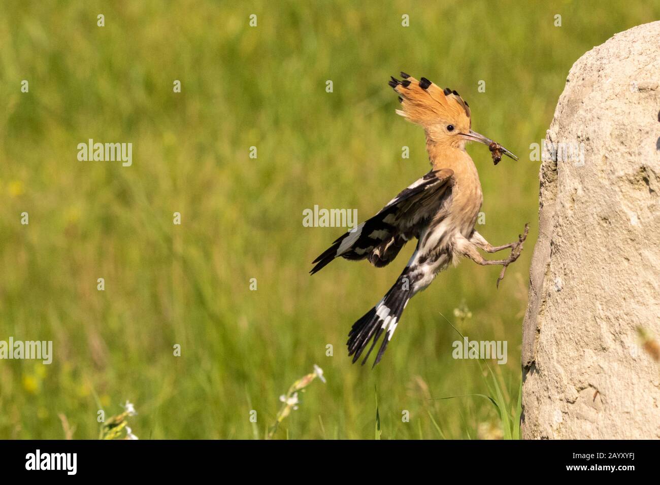 Eurasian hoopoe, Upupa epops, flying with an insect in his beak ...