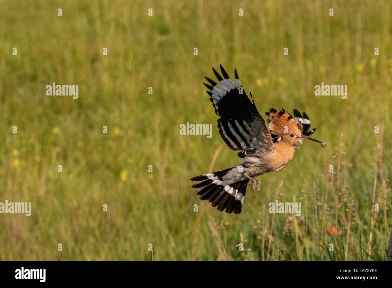 Eurasian hoopoe, Upupa epops, flying having an insect in his beak ...