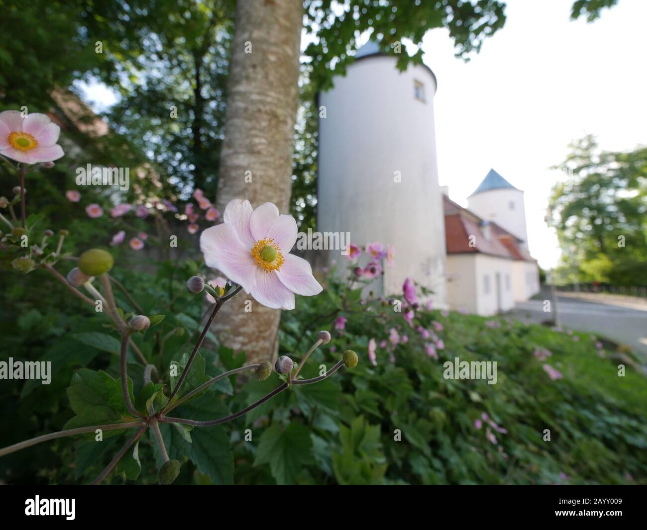 Laupheim, Germany: Flowers at the Laupheim palace Stock Photo - Alamy