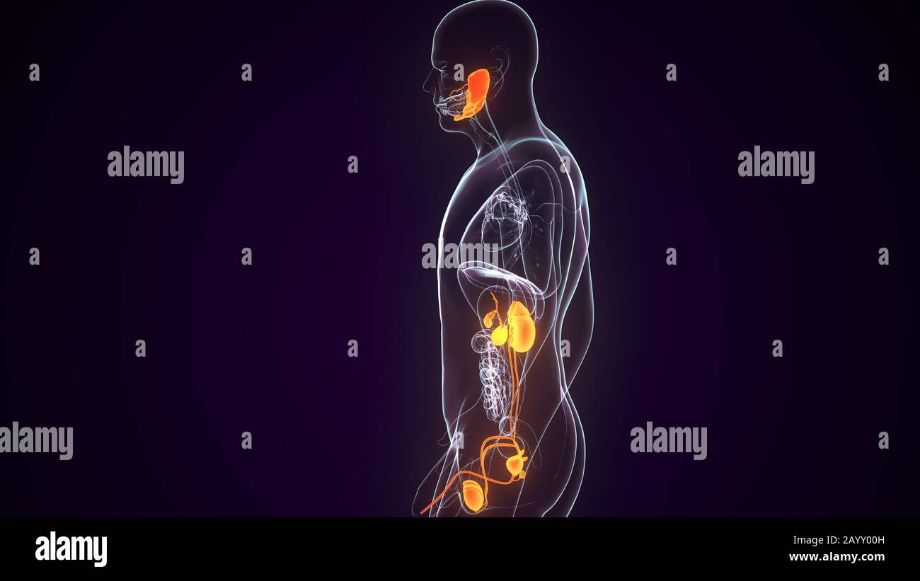 Male kidney anatomy hi-res stock photography and images - Alamy