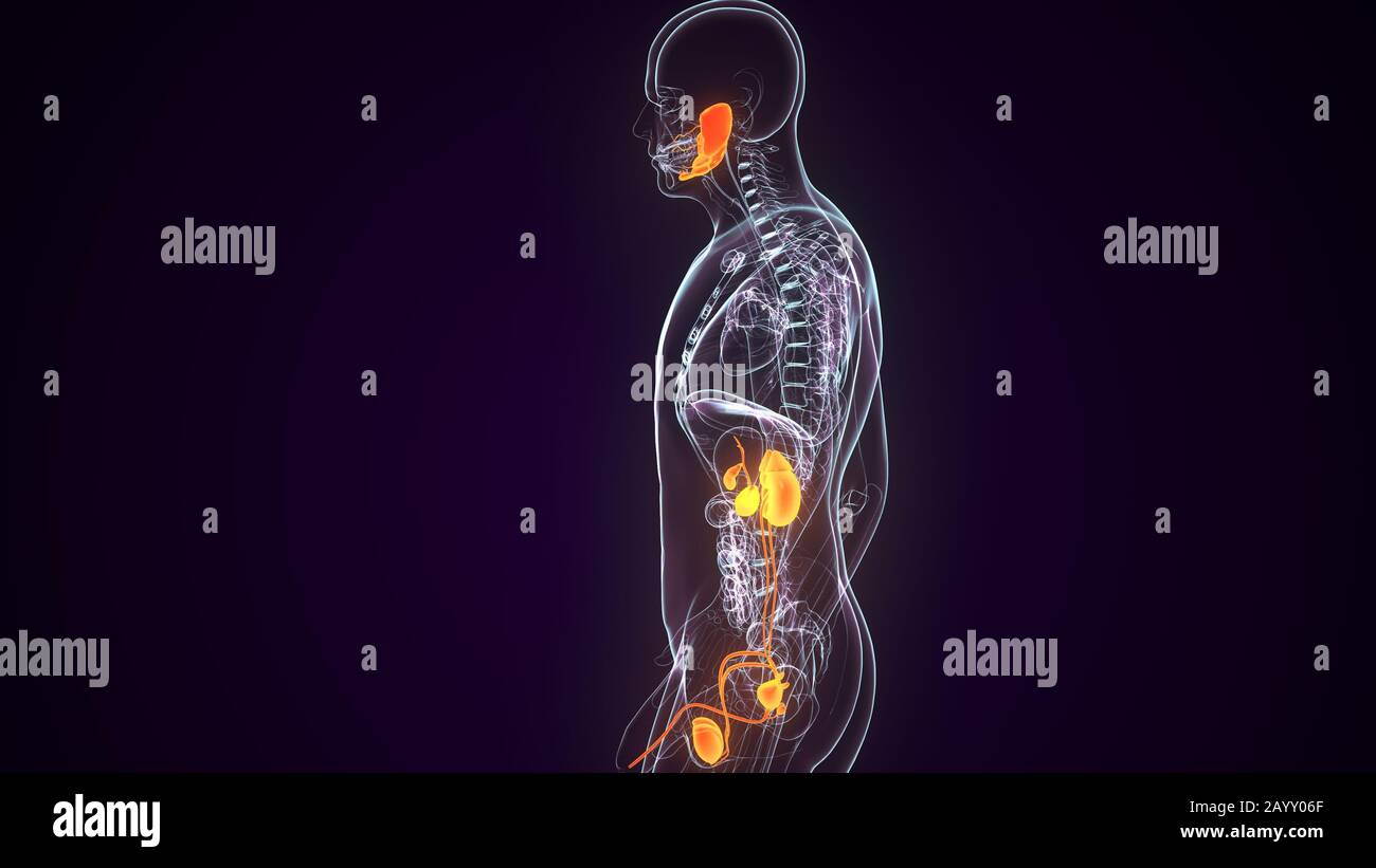 Kidney anatomy hi-res stock photography and images - Alamy