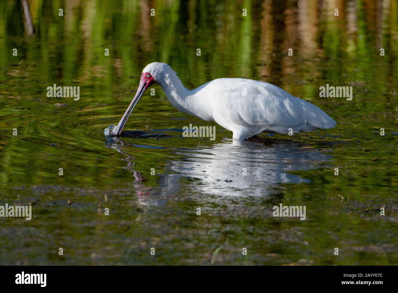 African spoonbill platalea alba feeding hi-res stock photography and ...