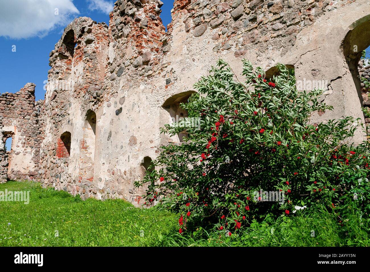 Red rowan berry bush in old Middle ages castle ruins in Dobele, Latvia ...