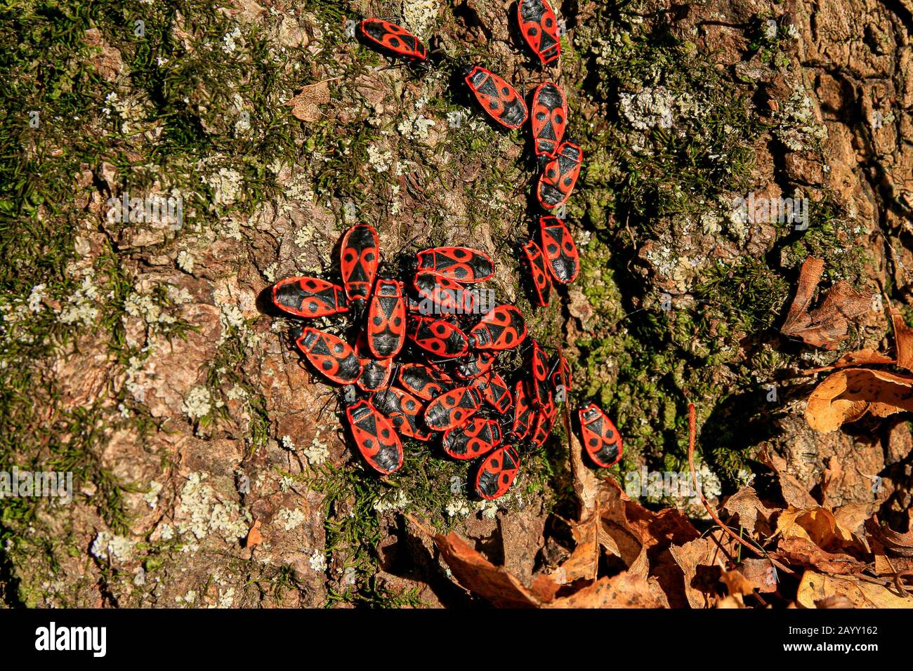 Red and black bugs in a group on a mossy tree bark in autumn Stock ...