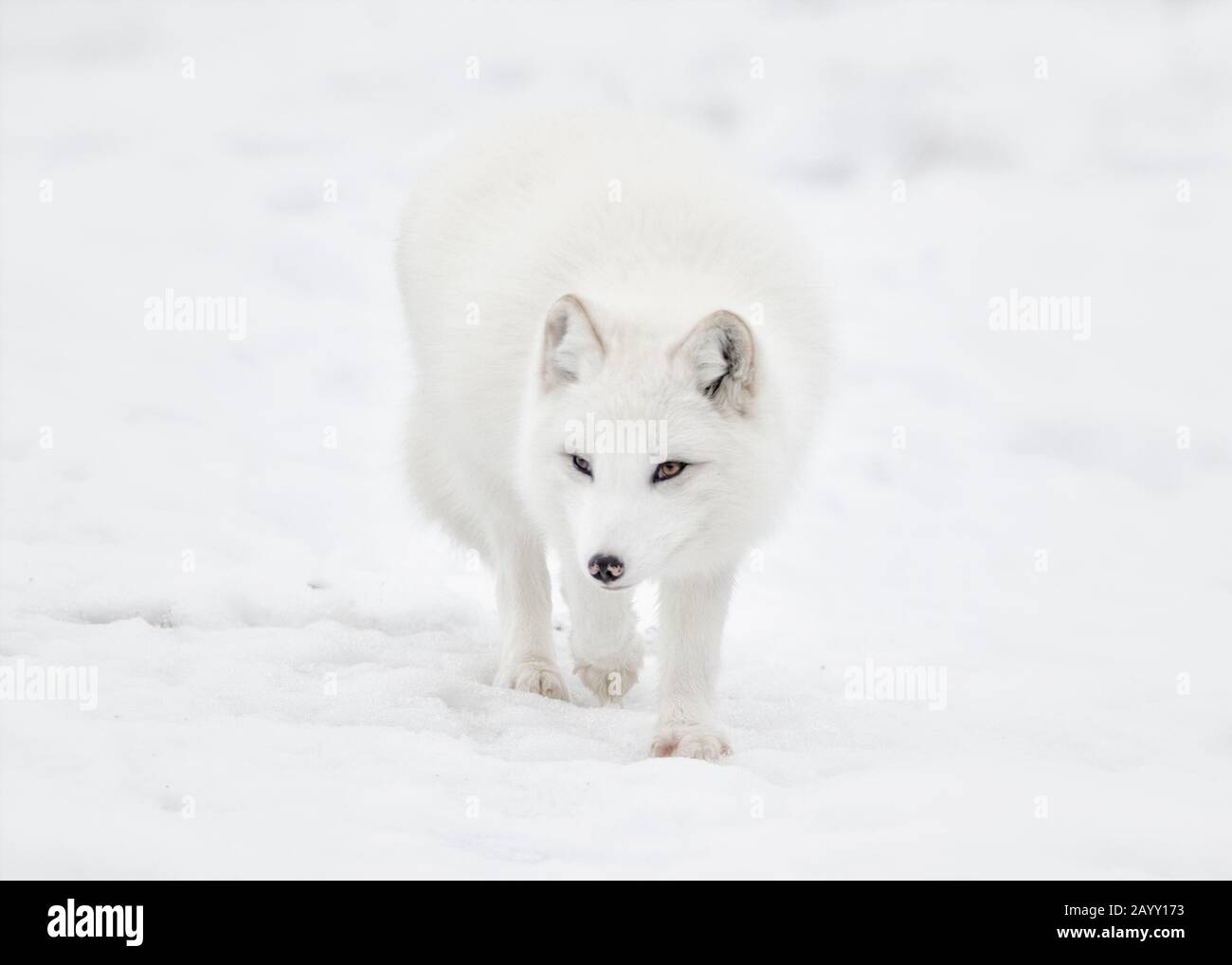 Close up front view of Arctic fox walking in snow Stock Photo - Alamy