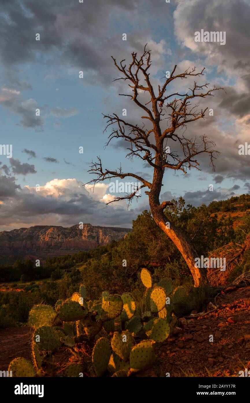 A dead tree and prickly pear cacti in the evening light at the Airport ...