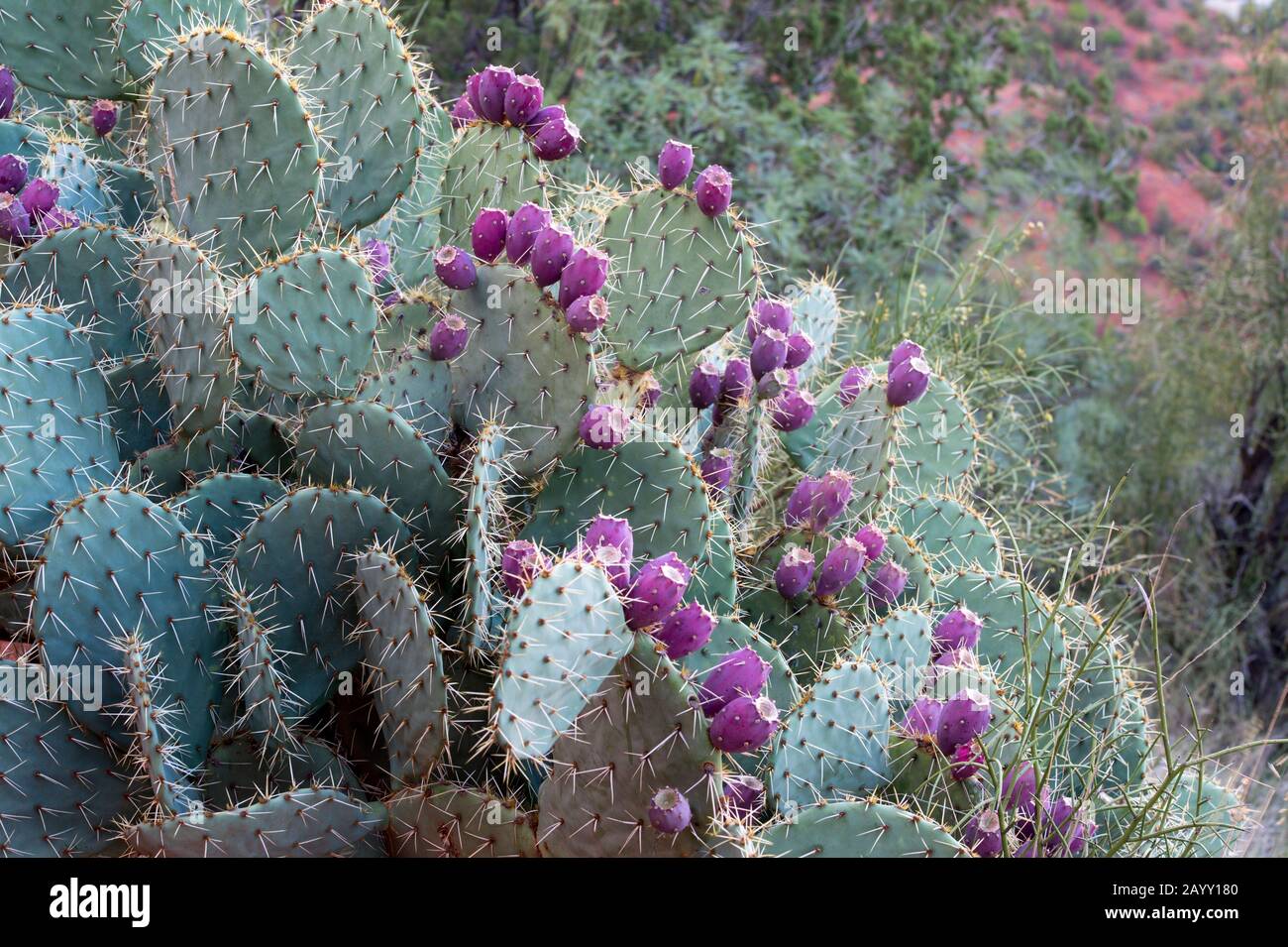 Prickly pear cactus arizona hi-res stock photography and images - Alamy