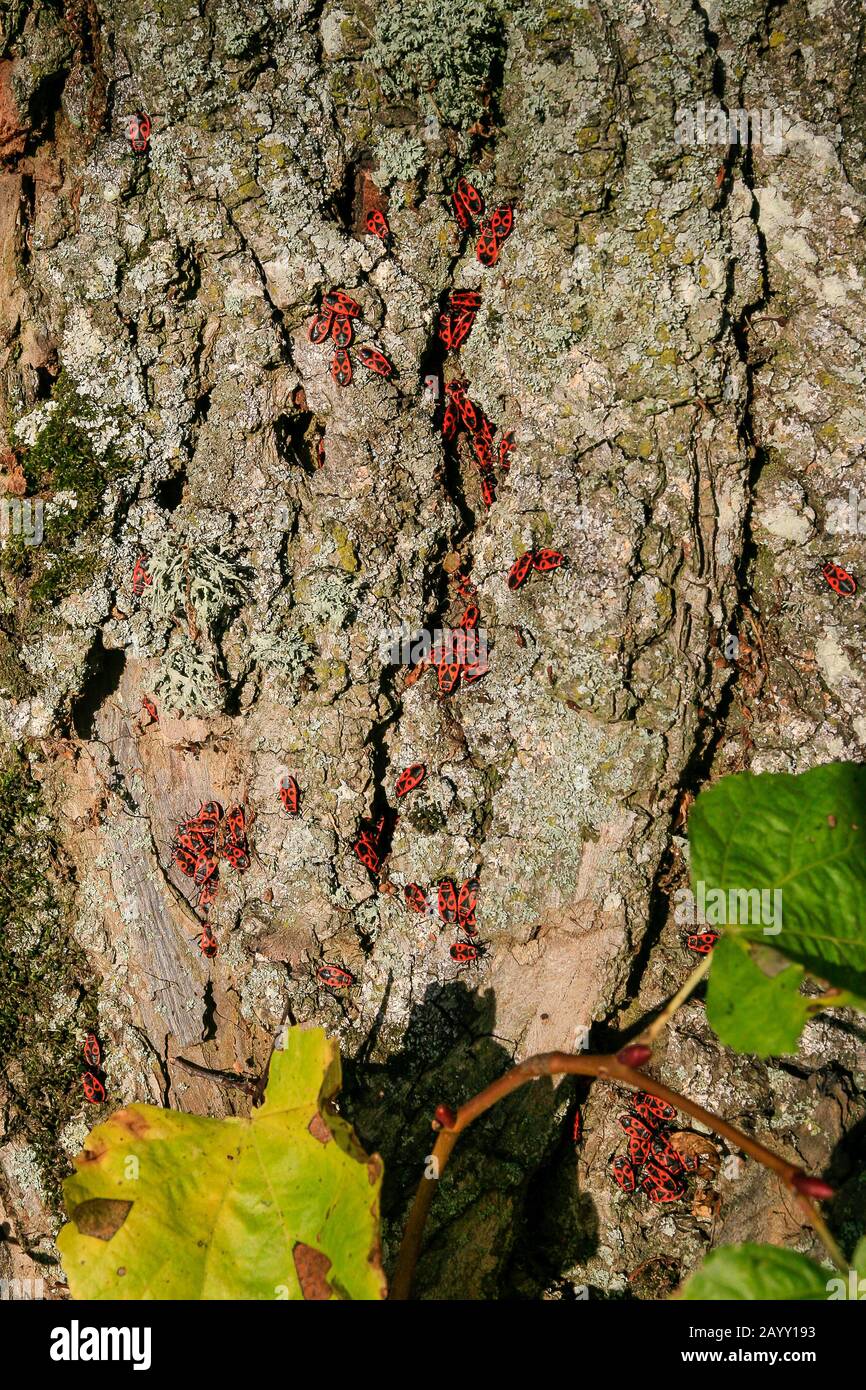 Red and black bugs in a group on a mossy tree bark in autumn Stock ...