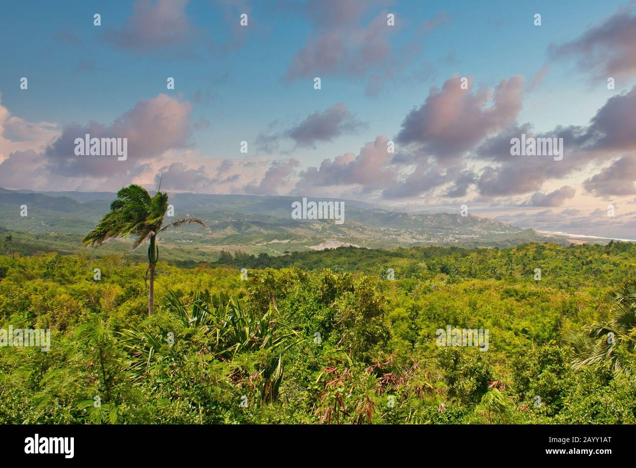 Single Palm Tree Blowing in Wind Over Rain Forest Stock Photo - Alamy