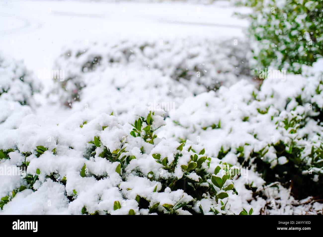 Snow Covered Holly Bushes Stock Photo - Alamy