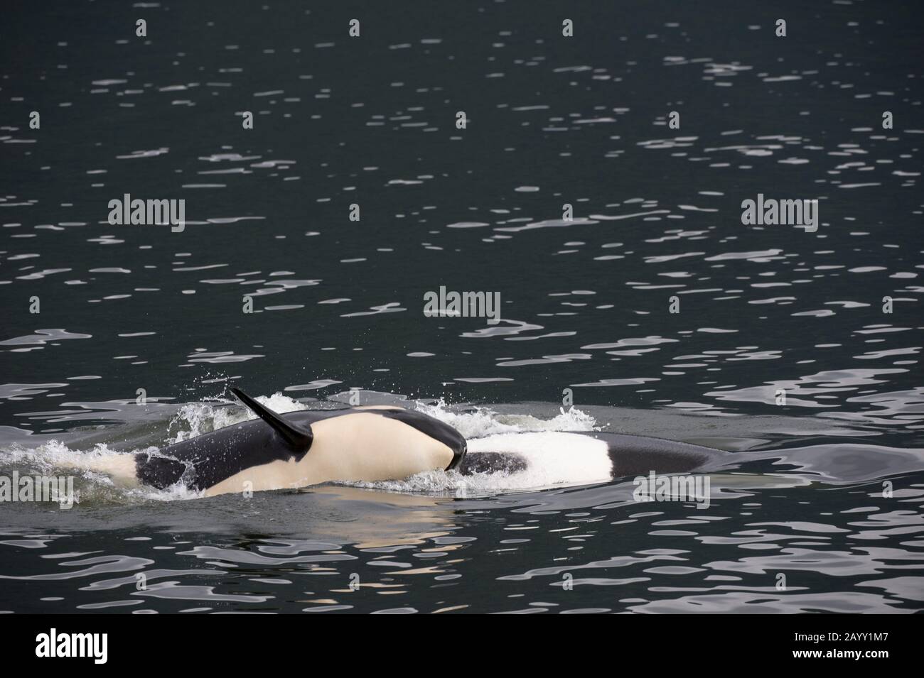 Baby Orca (Killer whale) on mother off Wrangell Island, in Southeast ...