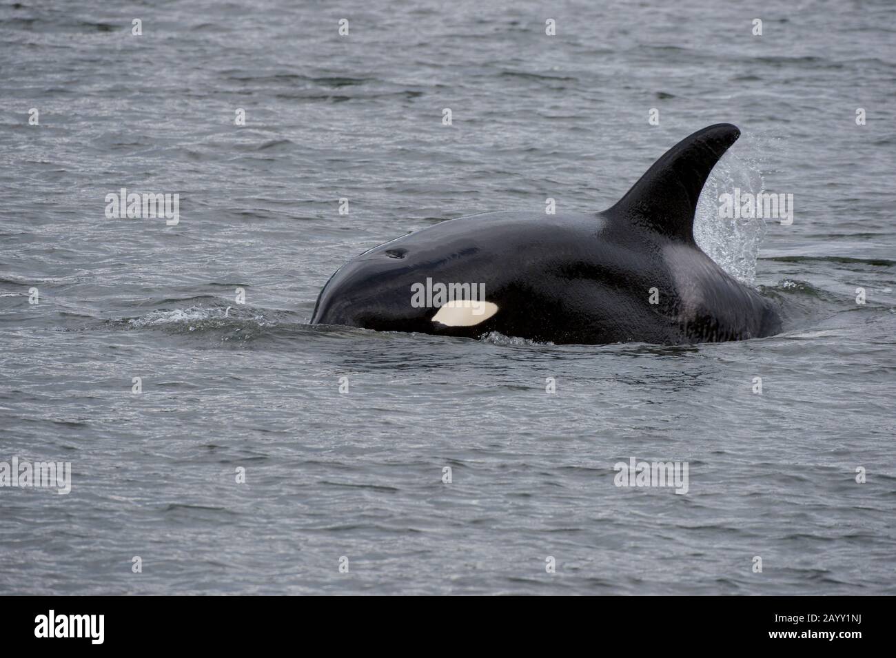 Orca (Killer whale) off Wrangell Island, in Southeast Alaska, USA Stock ...