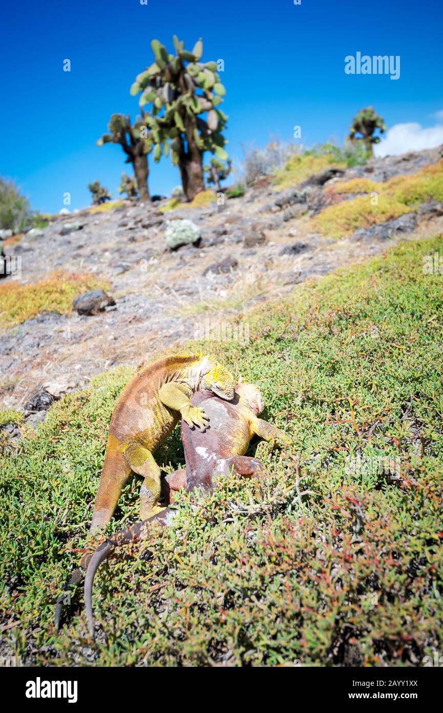 Land iguana fighting galapagos hi-res stock photography and images - Alamy