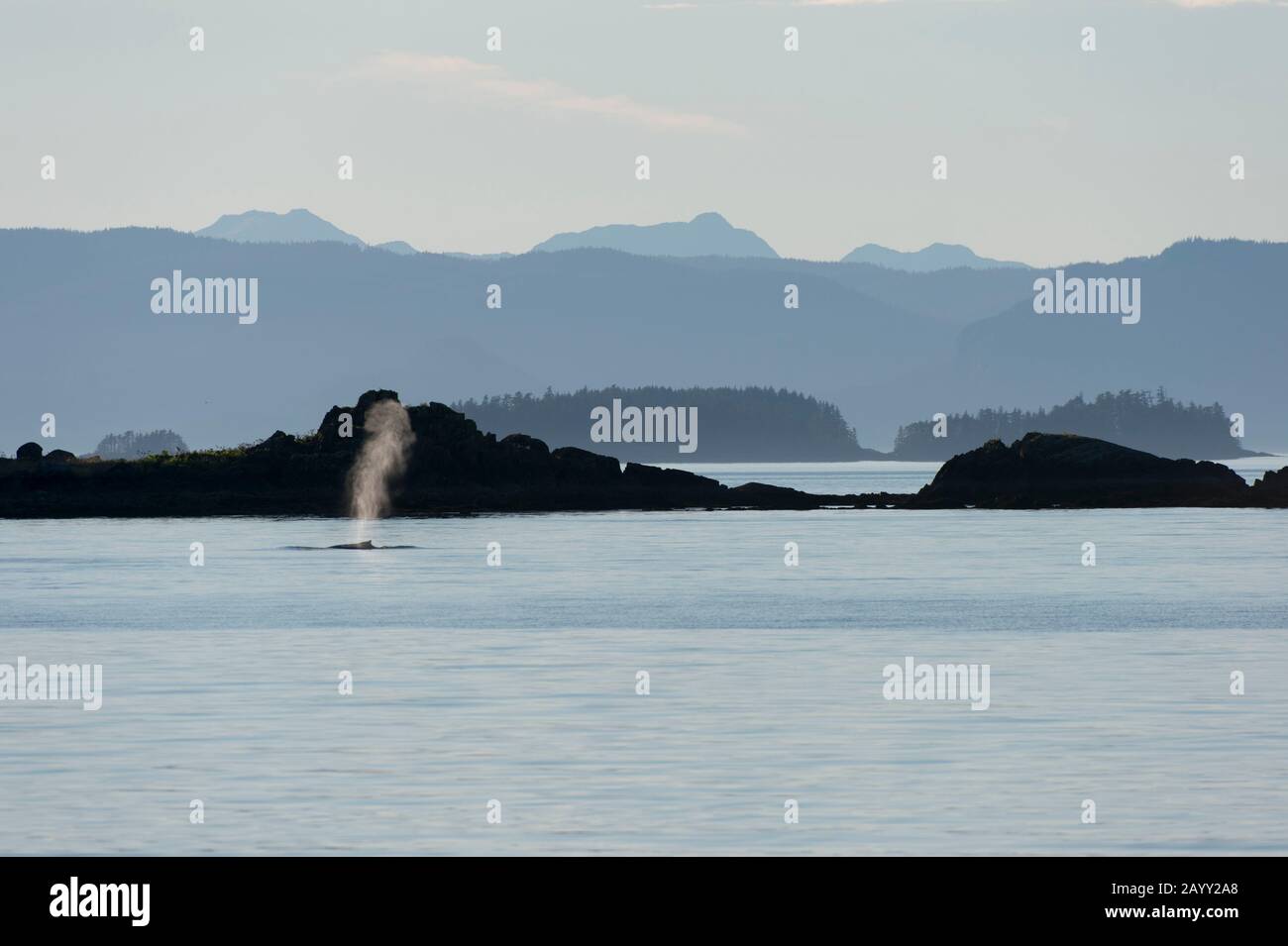 A blow of a Humpback whale (Megaptera novaeangliae) in Stephens Passage ...