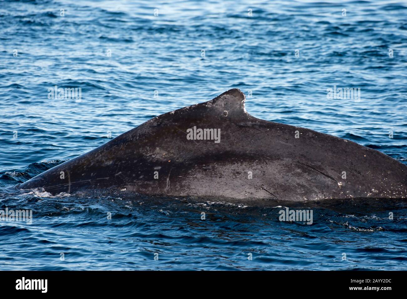 Humpback whale (Megaptera novaeangliae) in Stephens Passage, Tongass ...