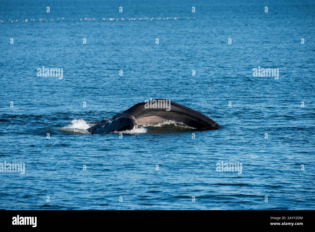 Krill hi-res stock photography and images - Alamy
