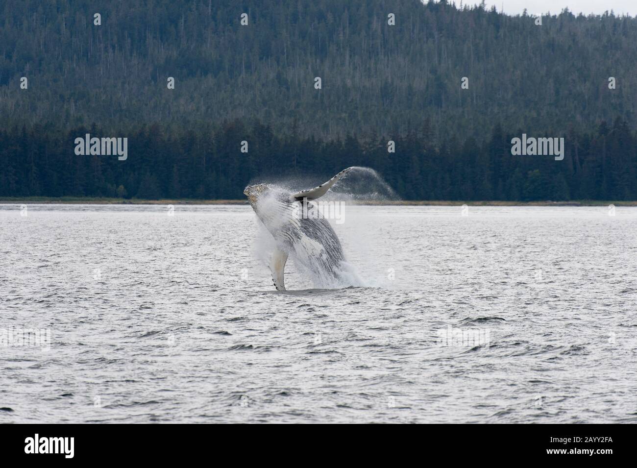 Breaching Humpback whale (Megaptera novaeangliae), an acrobatic display ...