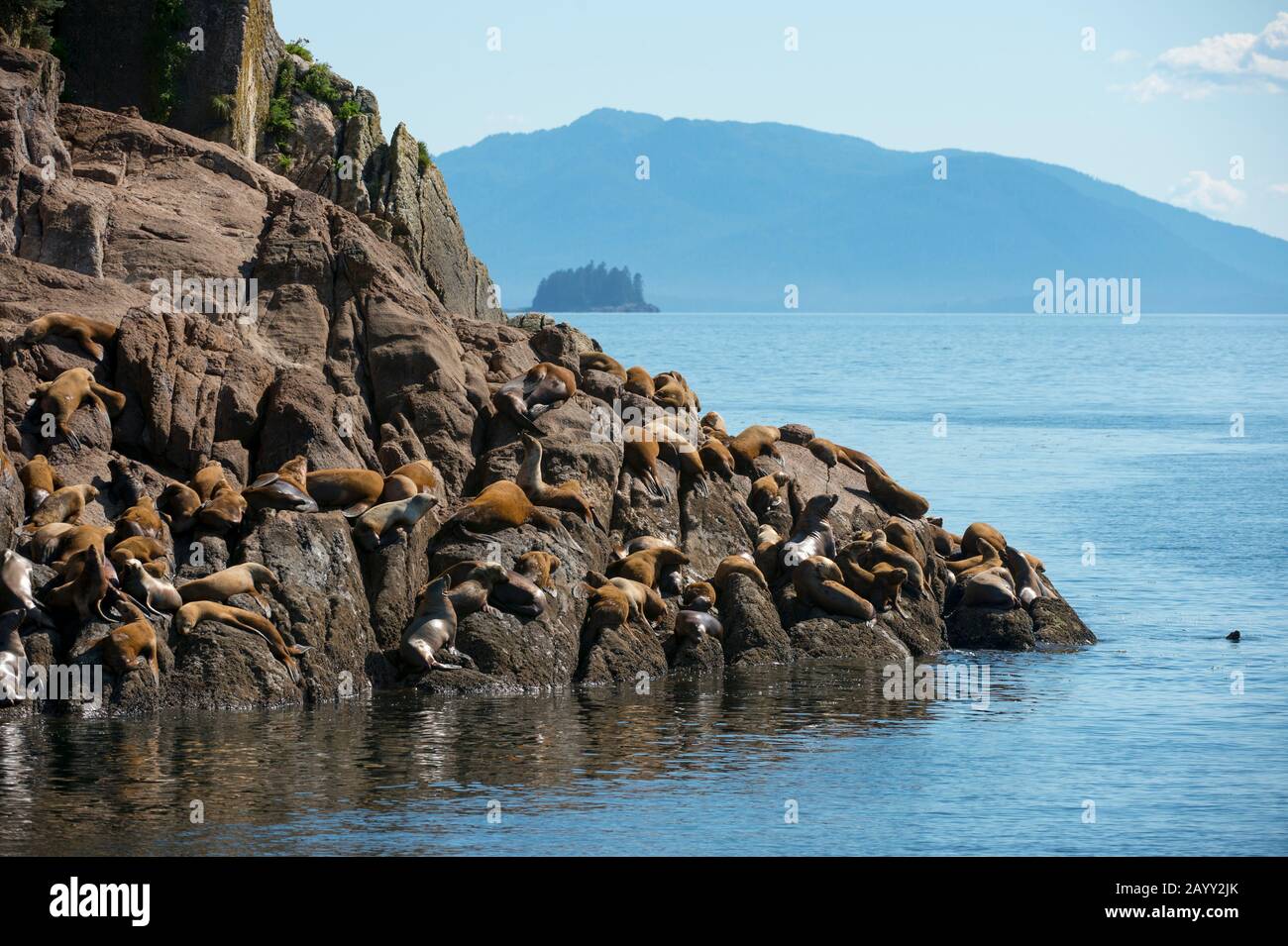 Steller sea lions (Eumetopias jubatus) on Sunset Island in Stephens ...