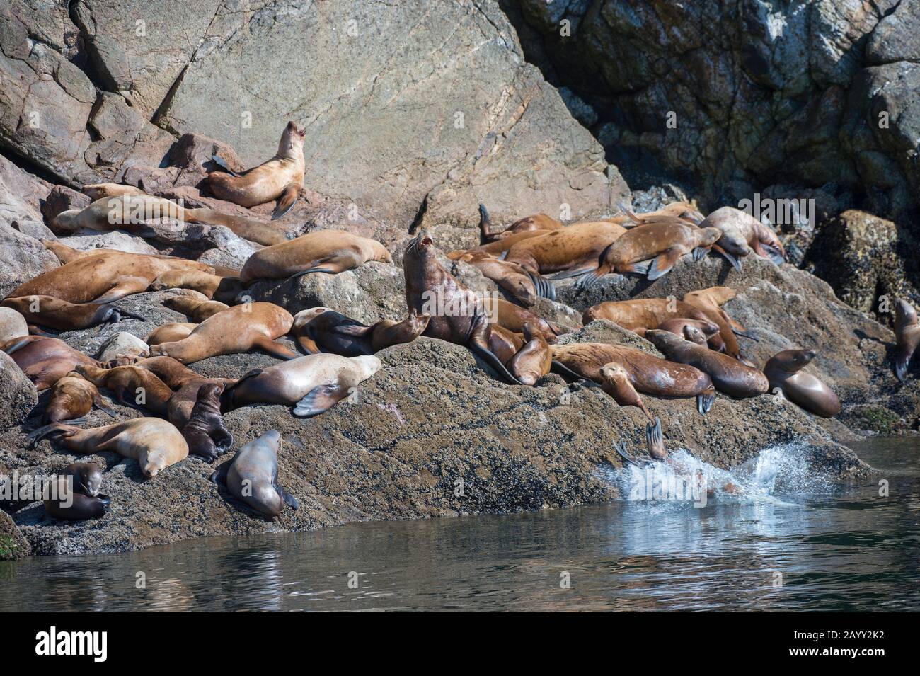 Lion in forest hi-res stock photography and images - Alamy