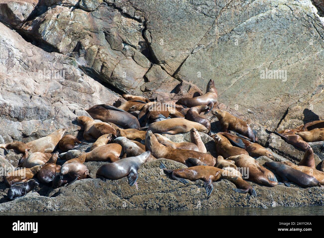 Steller sea lions (Eumetopias jubatus) on Sunset Island in Stephens ...